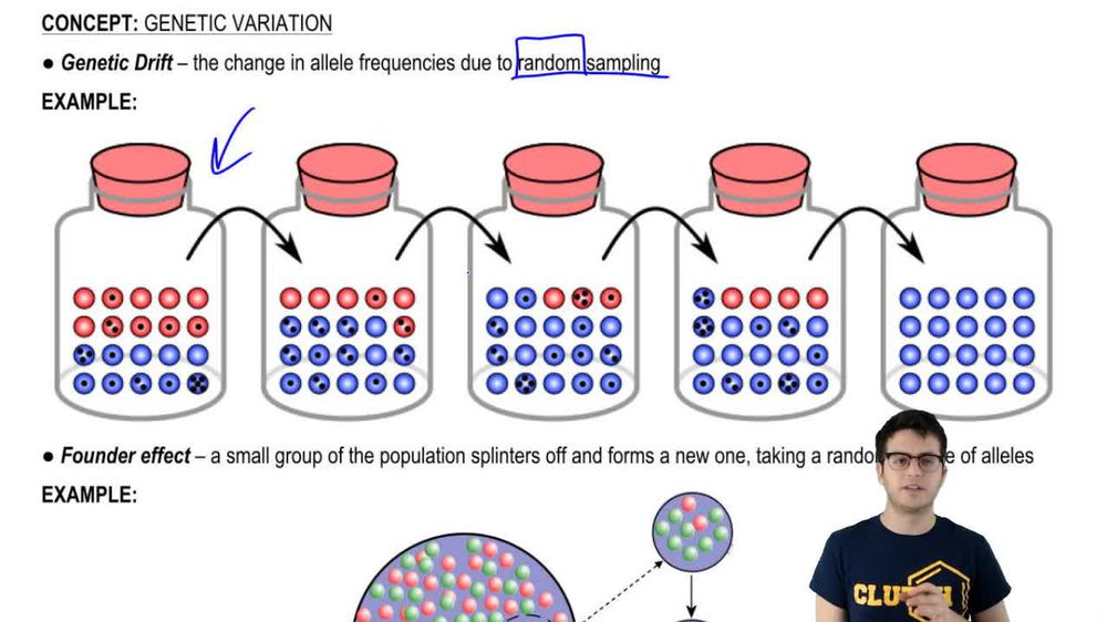 Genetic Drift Diagram