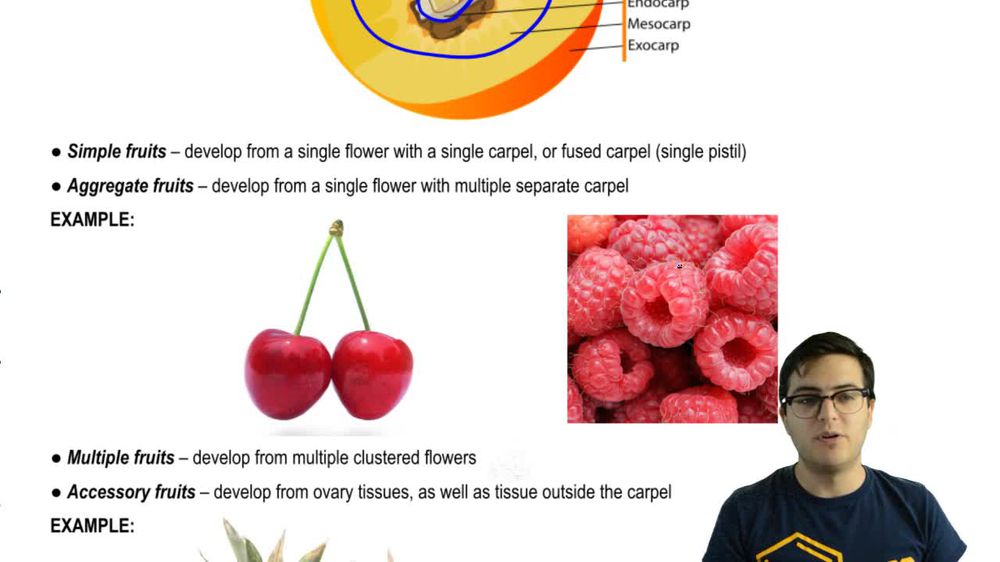 Simple Fruit Examples