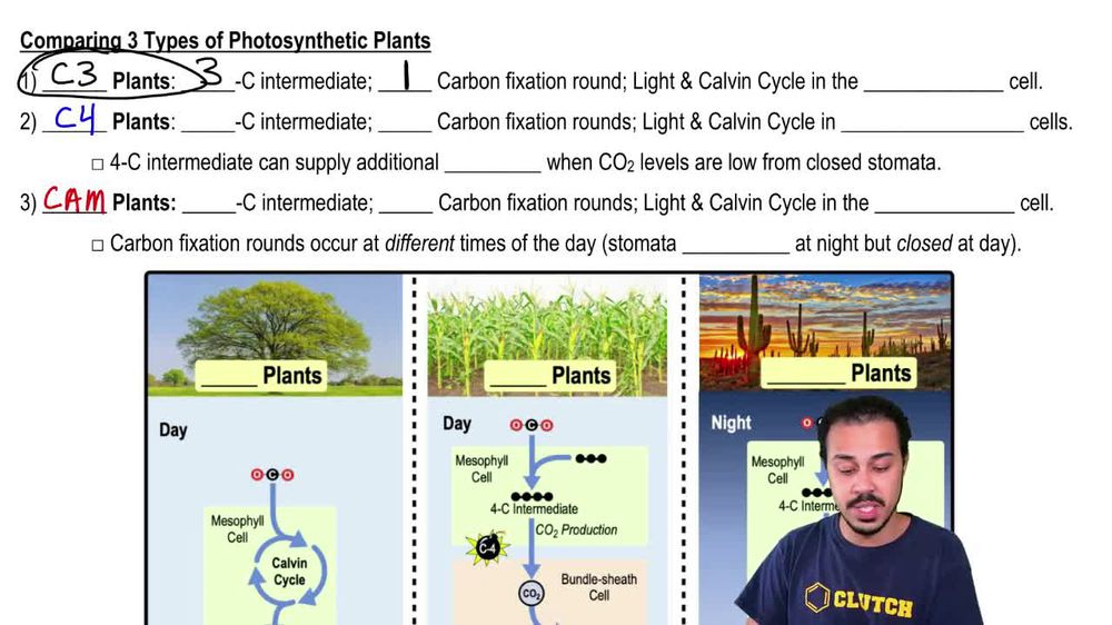 Cam Plant Photosynthesis