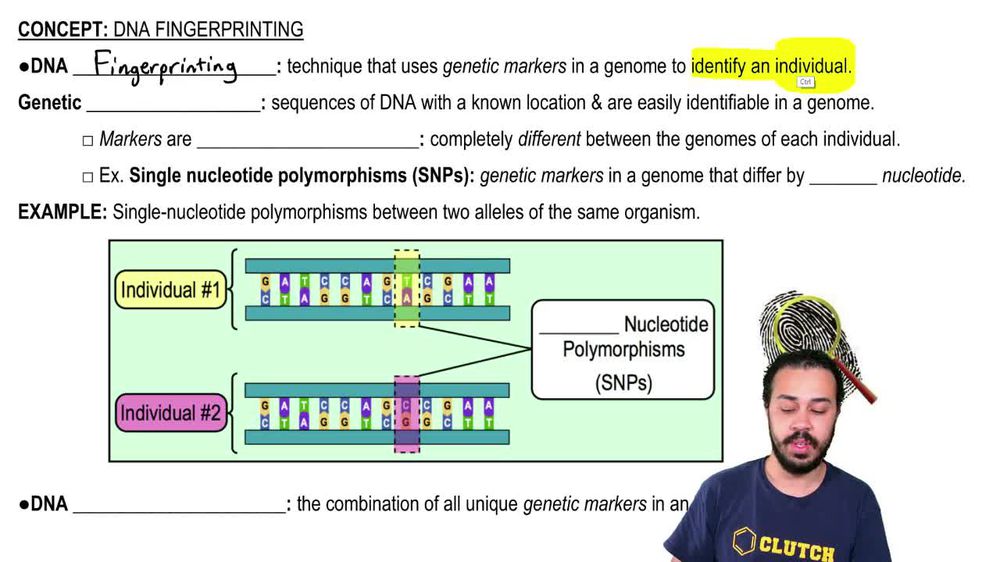 Dna Fingerprinting Animation
