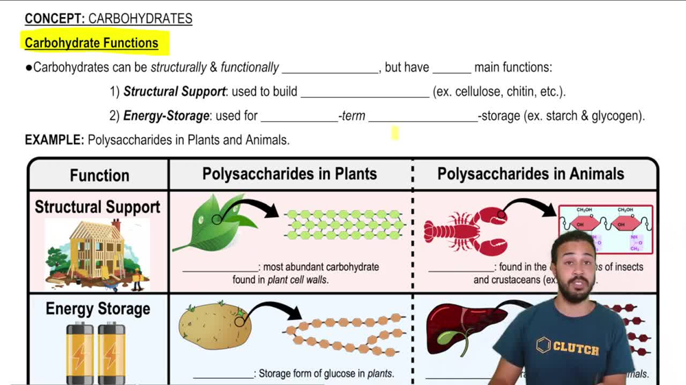 Examples Of Carbohydrates In Biology