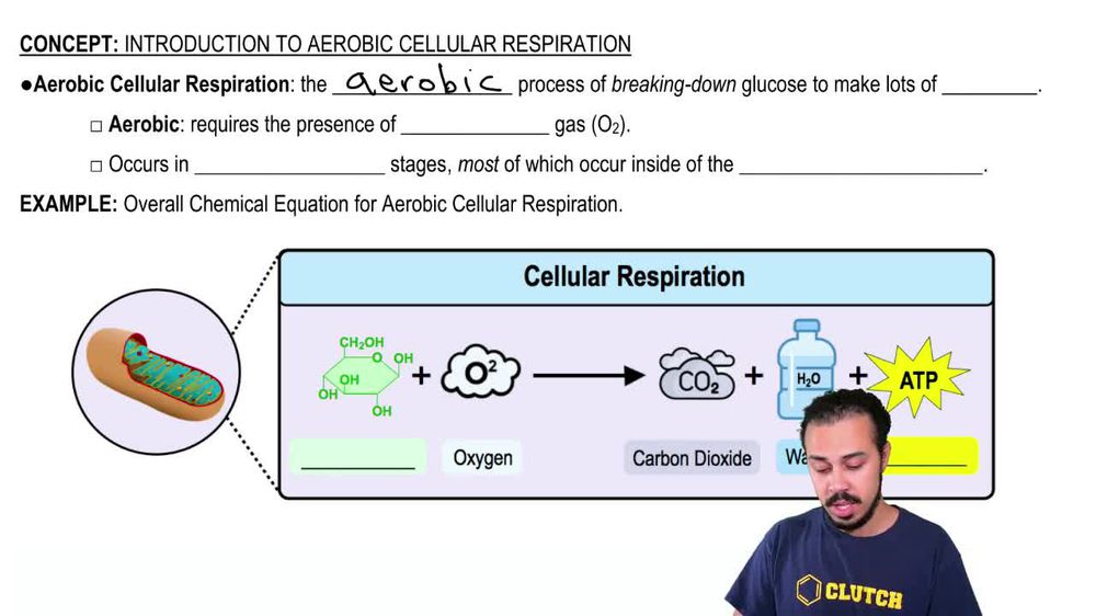 Simple Cellular Respiration Animation