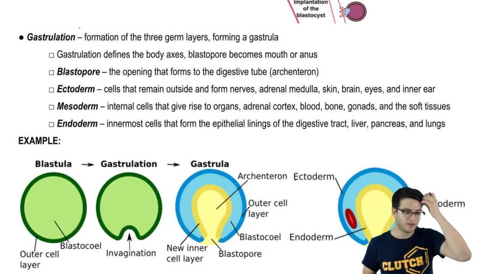 Gastrulation Definition Biology Developmental Biology Of