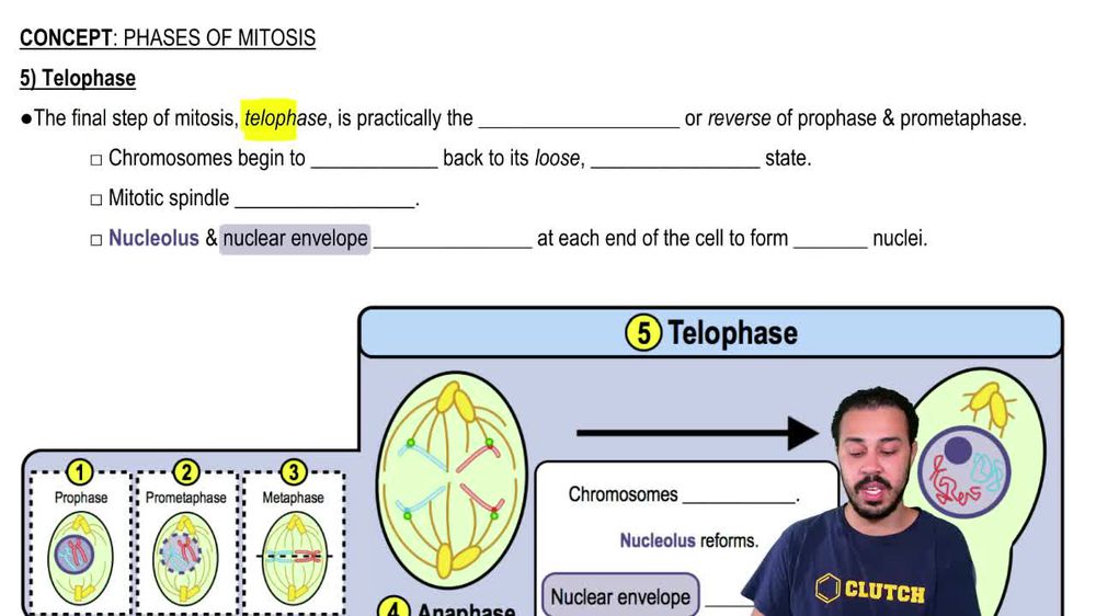 Phases Of Mitosis Worksheet