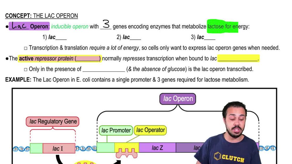 Lac Operon Animation
