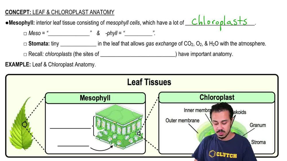 Chloroplast Diagram Worksheet