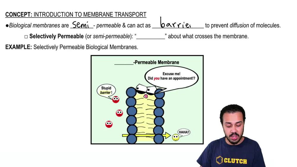Active Transport Diagram Pearson