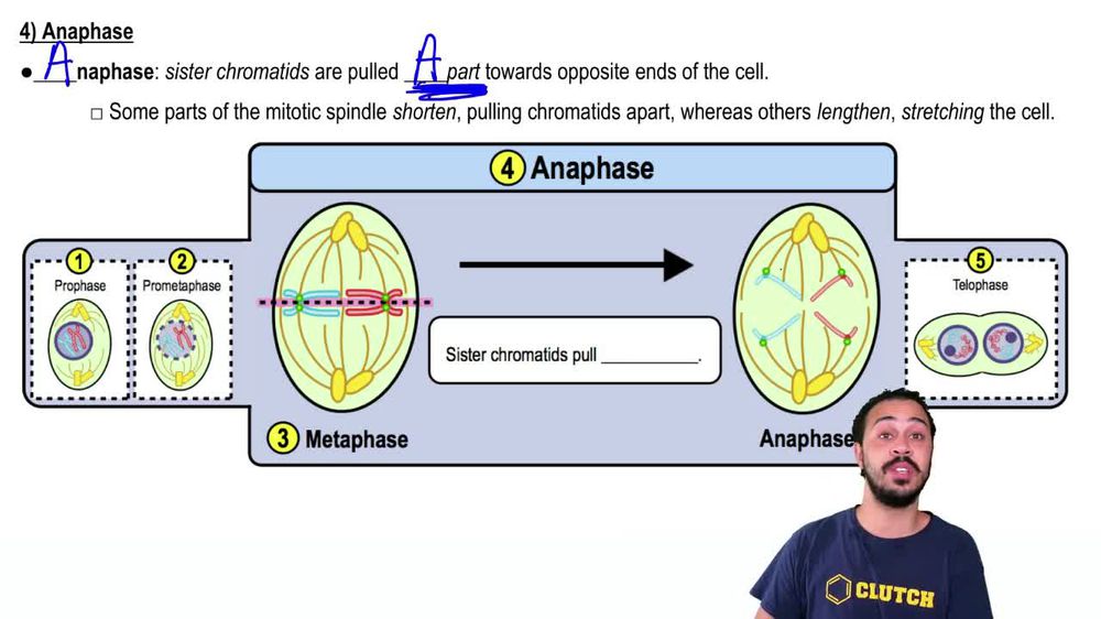 Prophase Metaphase Anaphase Telophase