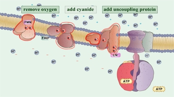 Electron Transport Chain Animation Biochemistry High Classroom