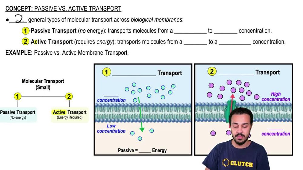 Passive Transport Examples