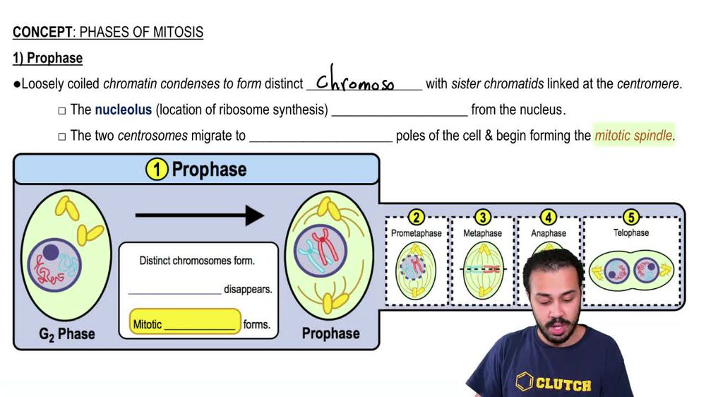 Prophase Diagram Unlabeled