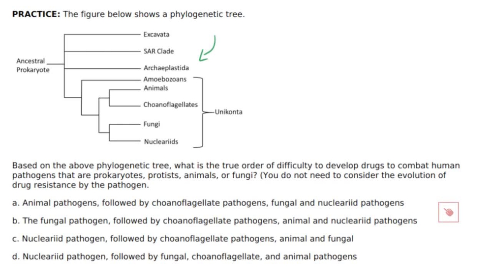 Choanoflagellates Phylogenetic Tree