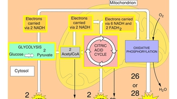 Cellular Respiration Animation
