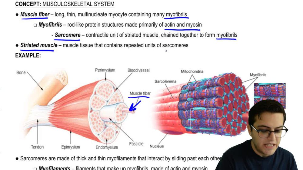 Structure Of Skeletal Muscle Worksheet