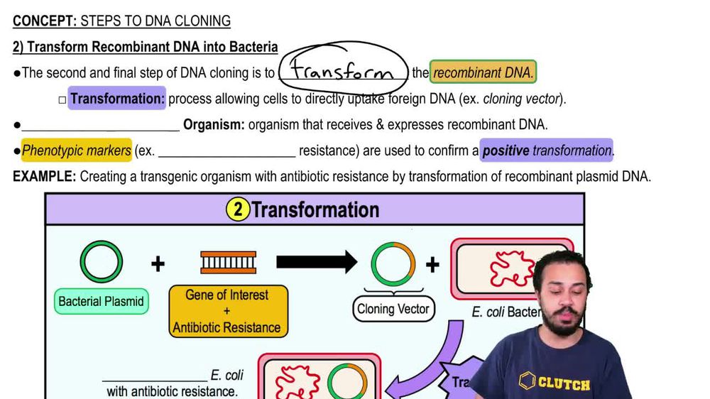 Recombinant Dna Steps