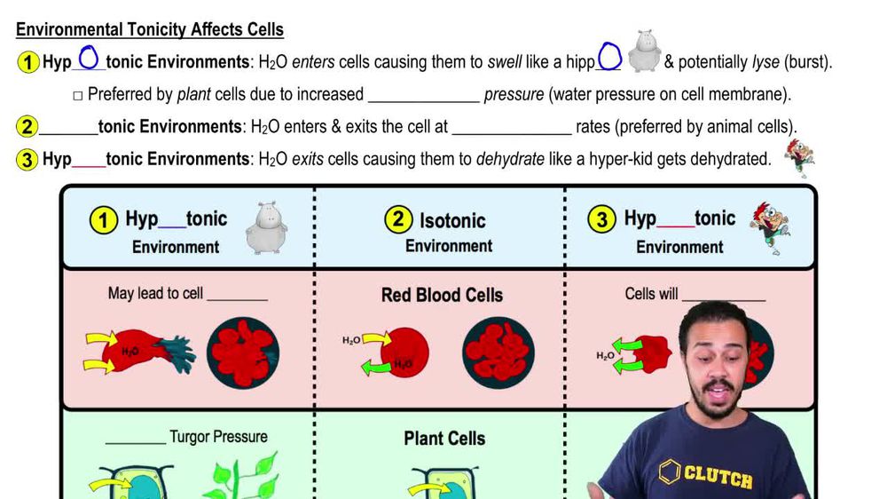 Hypertonic Plant Cell And Normal
