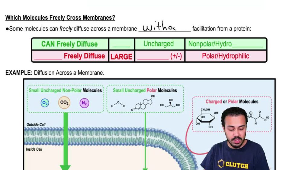 Active Transport Diagram Pearson