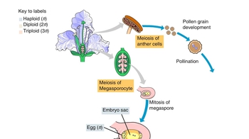 Angiosperm Life Cycle Pearson Angiosperm Reproduction And