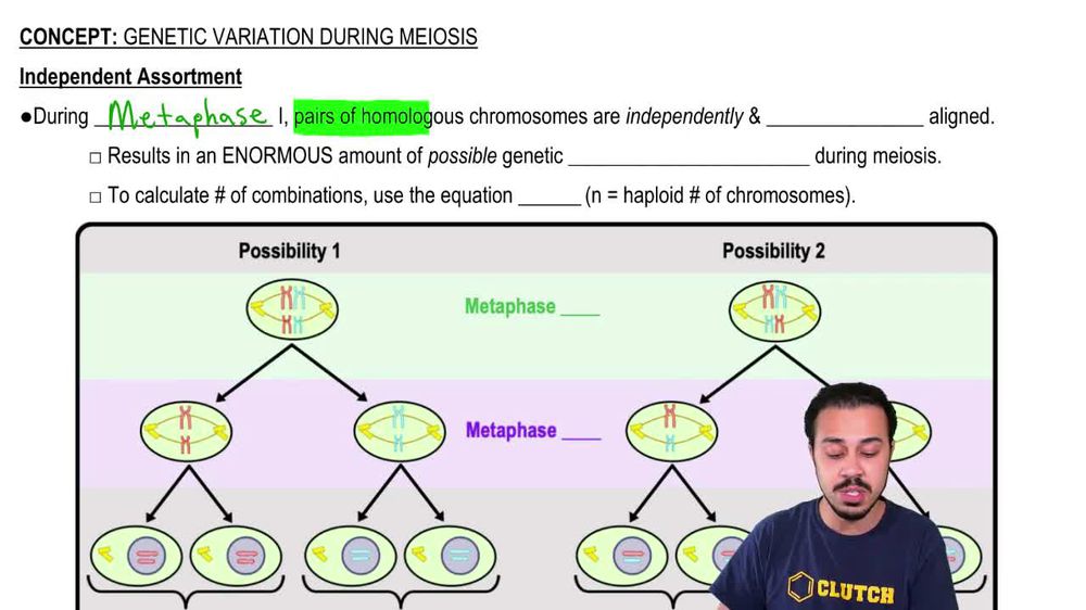 Meiosis Independent Assortment