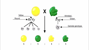 Independent Assortment Biology Random Assortment Of Chromosomes