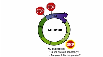 Cell Cycle Checkpoints