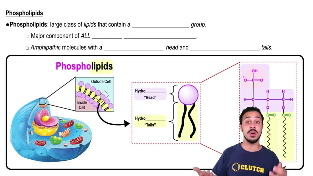 Phospholipids Labeled