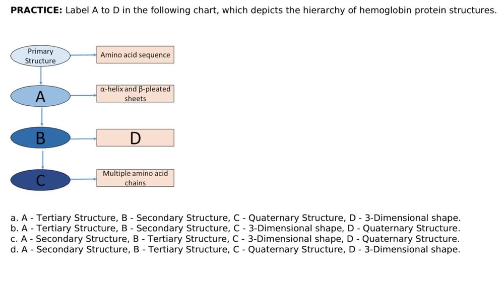 Hemoglobin Amino Acid Sequence Chart