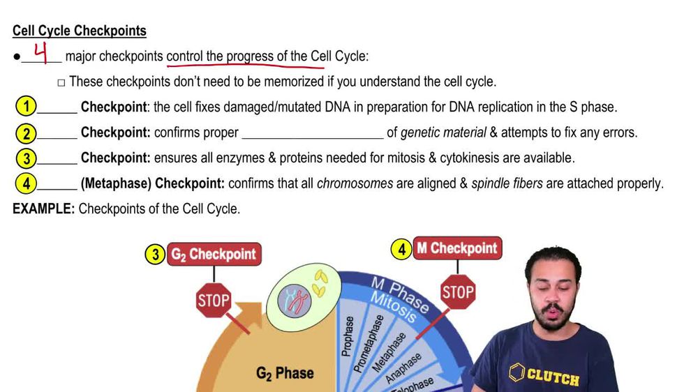 Cell Cycle Checkpoints