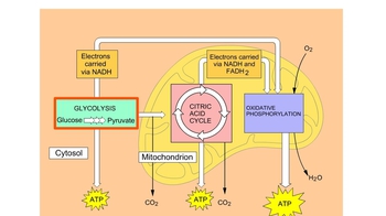 Map of the Lesson on Cellular Respiration | Channels for Pearson+