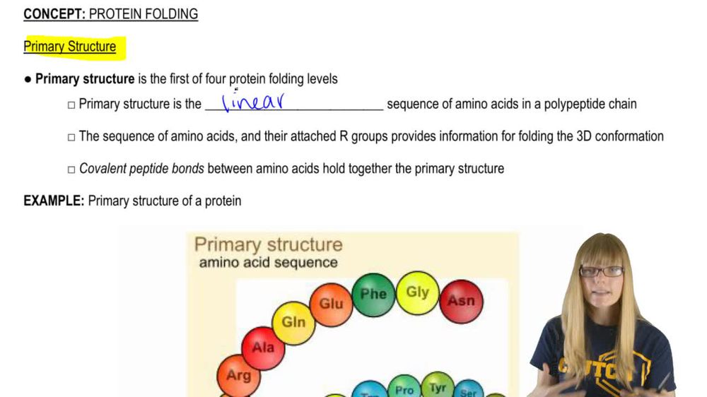 Protein Primary Structure