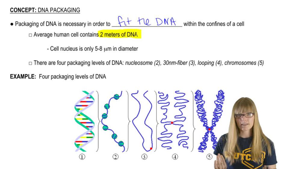 Dna Packaging