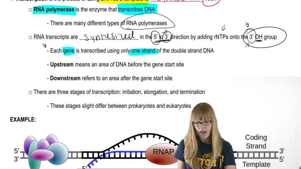 Transcription Initiation Elongation Termination