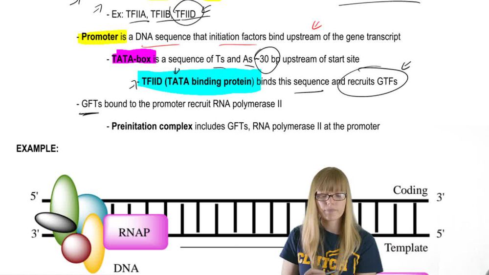 Tata Box Dna Replication