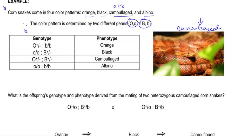 Epistasis Punnett Square