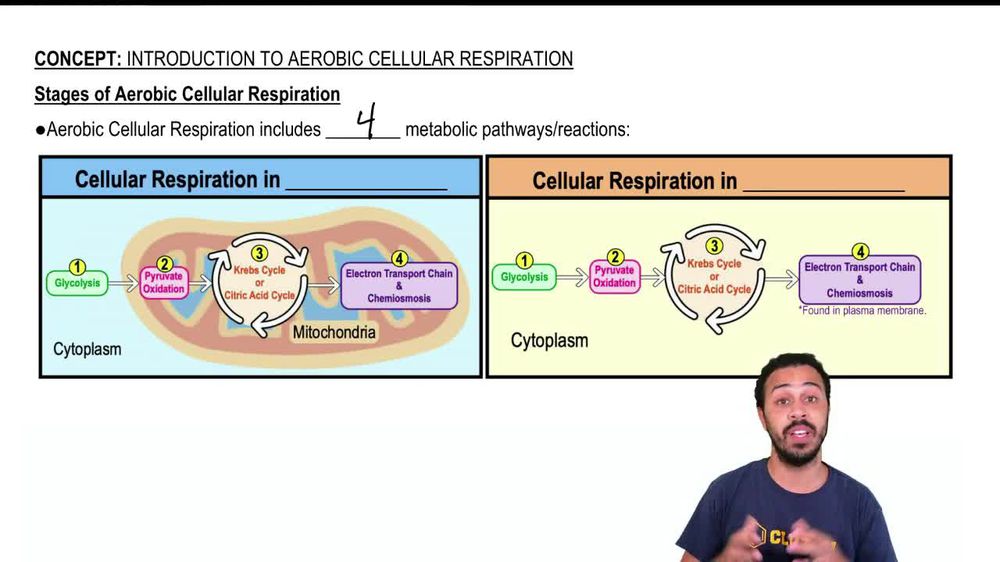 Stages Of Cellular Respiration Chart