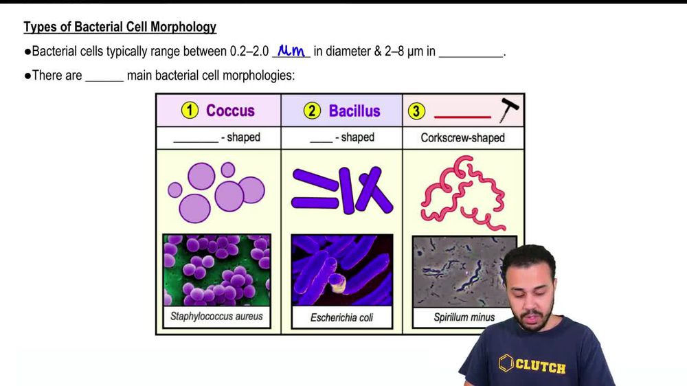 Types Of Bacterial Cells