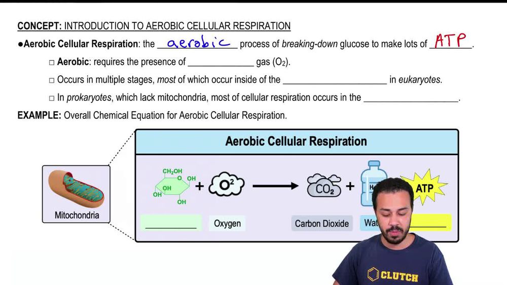 Anaerobic Respiration Examples