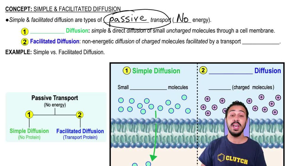 Facilitated Diffusion Biology