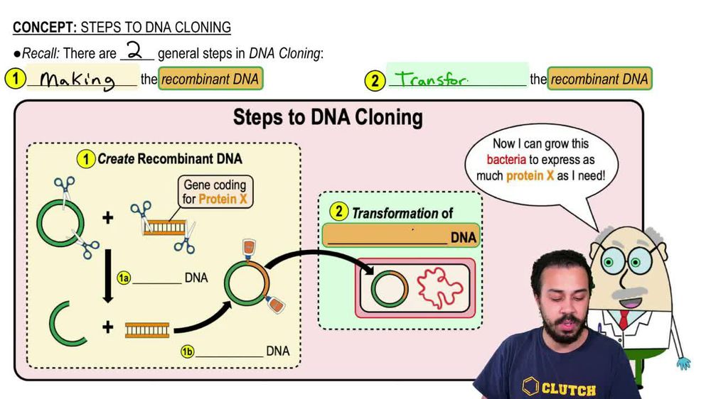 Gene Cloning Diagram