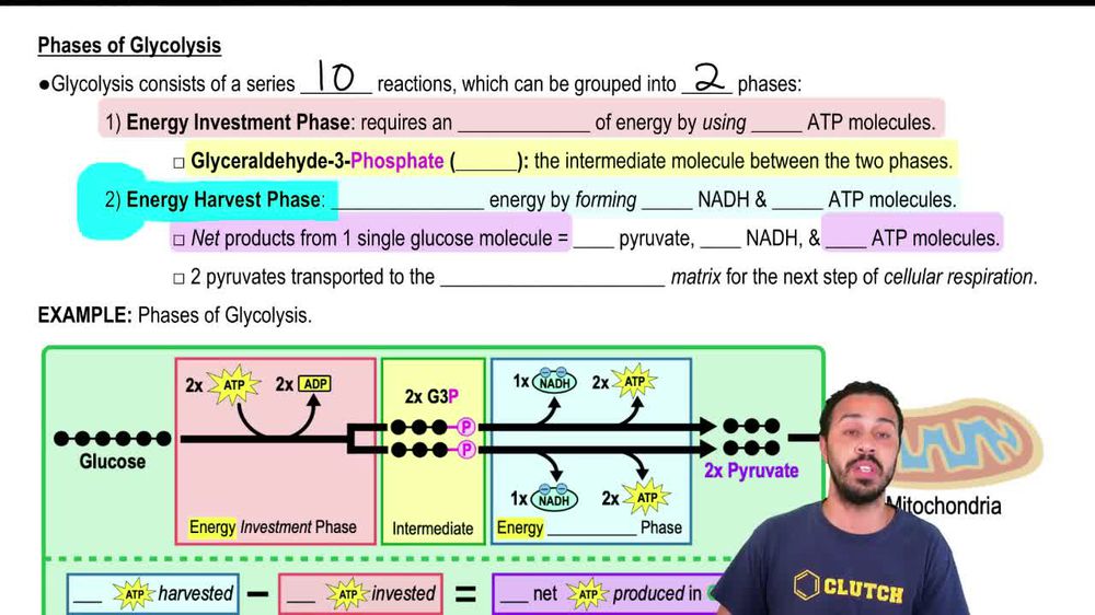 Inputs And Outputs Of Glycolysis