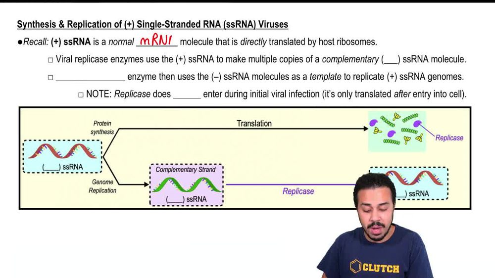 Mrna Single Stranded