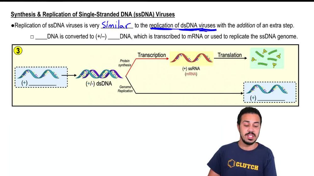 Mrna Single Stranded