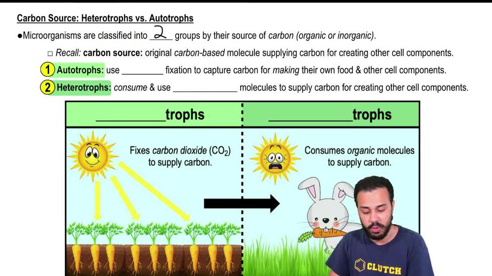 Autotrophs And Heterotrophs