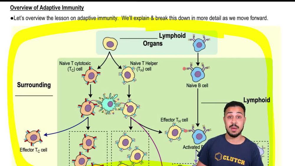 Adaptive Immune System