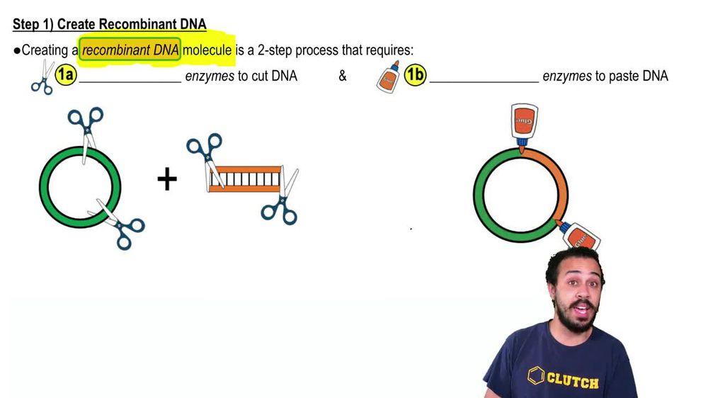 Dna Cloning Process