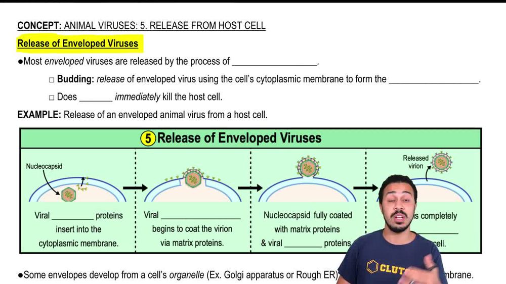 Animal Budding Viruses