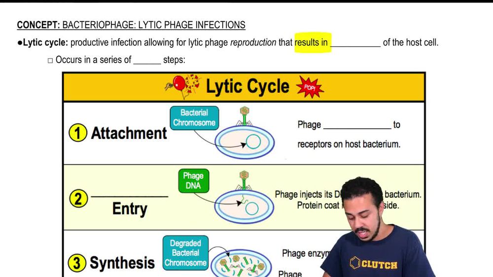 Lytic Cycle