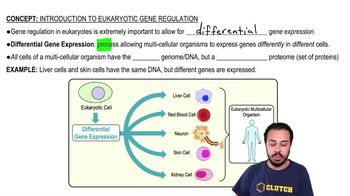 Map of Eukaryotic Gene Regulation | Channels for Pearson+