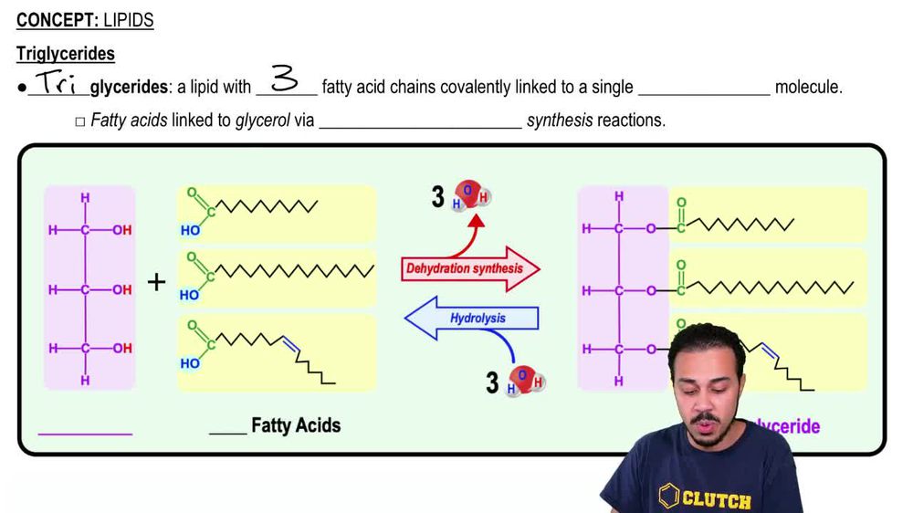 Dehydration Synthesis Lipids