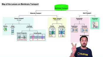 Introduction to Membrane Transport | Channels for Pearson+
